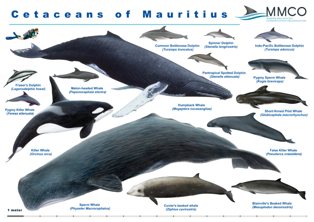 Cetaceans - Marine Megafauna Conservation Organisation